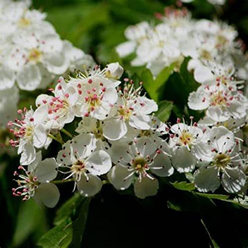 CHUXAY GARDEN 20 Seeds Crataegus Laevigata,English Hawthorn,Midland Hawthorn,May,Albespyne Small Low-Branching Deciduous Tree Edible Fruit