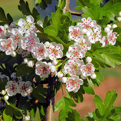 CHUXAY GARDEN 20 Seeds Crataegus Laevigata,English Hawthorn,Midland Hawthorn,May,Albespyne Small Low-Branching Deciduous Tree Edible Fruit