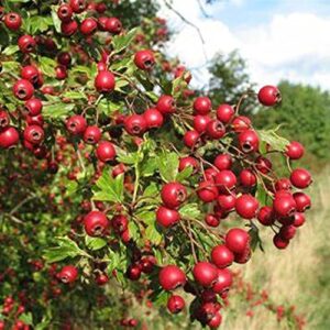 CHUXAY GARDEN 20 Seeds Crataegus Laevigata,English Hawthorn,Midland Hawthorn,May,Albespyne Small Low-Branching Deciduous Tree Edible Fruit