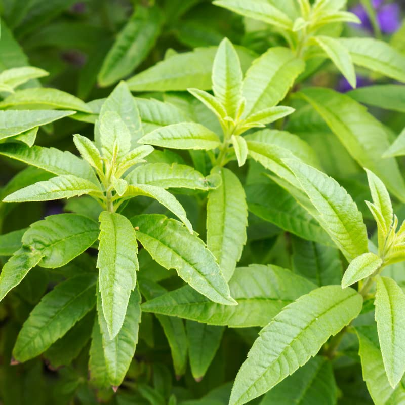 Lemon Verbena Live Plant 3 Inc Pot, Verbena Herbs Mint Vegetable Planting Ornaments Perennial Garden Simple to Grow Pots Gifts