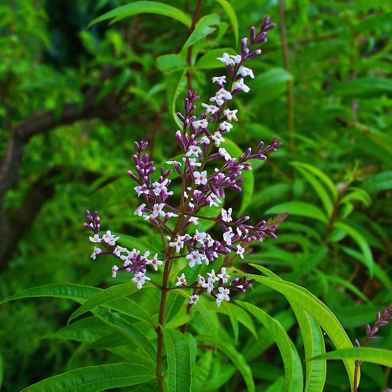 Lemon Verbena Live Plant 3 Inc Pot, Verbena Herbs Mint Vegetable Planting Ornaments Perennial Garden Simple to Grow Pots Gifts