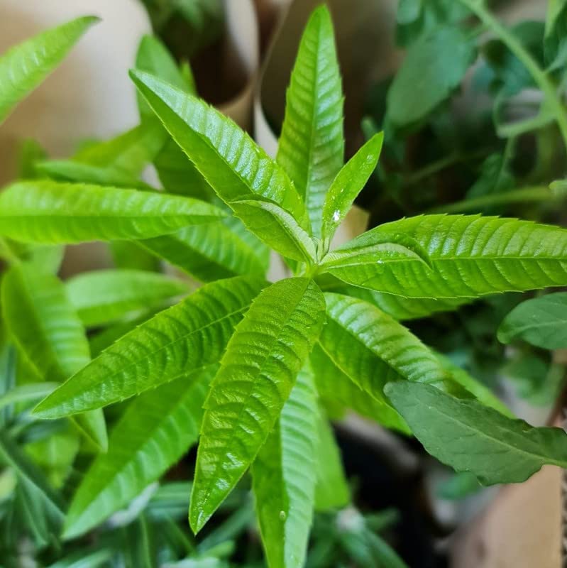 Lemon Verbena Live Plant 3 Inc Pot, Verbena Herbs Mint Vegetable Planting Ornaments Perennial Garden Simple to Grow Pots Gifts