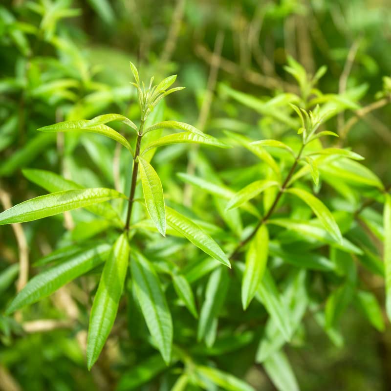 Lemon Verbena Live Plant 3 Inc Pot, Verbena Herbs Mint Vegetable Planting Ornaments Perennial Garden Simple to Grow Pots Gifts