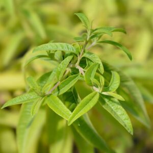 Lemon Verbena Live Plant 3 Inc Pot, Verbena Herbs Mint Vegetable Planting Ornaments Perennial Garden Simple to Grow Pots Gifts