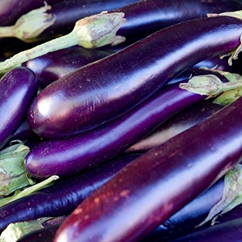 David's Garden Seeds Eggplant Long Purple FBA-1131 (Purple) 50 Non-GMO, Heirloom Seeds