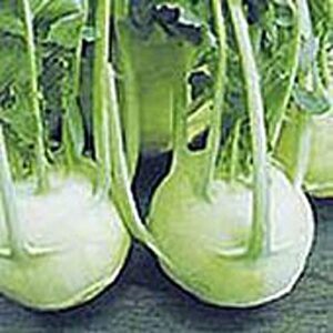 gigante kohlrabi seeds (20+ seeds) | non gmo | vegetable fruit herb flower seeds for planting | home garden greenhouse pack