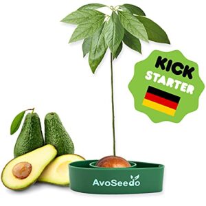 avoseedo avocado tree growing kit, green, practical gifts for women, mom, sister & best friend, plant indoors with novelty pit grower boat & kitchen garden seed starter