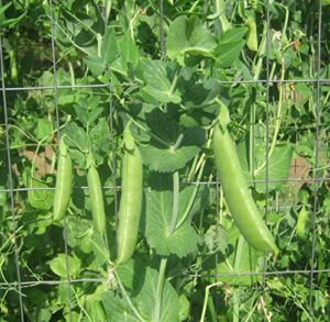 30 sugar snap pea seeds for planting heirloom non gmo 7+ grams garden vegetable bulk survival