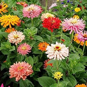 david’s garden seeds flower zinnia mixed colors cactus 1136 (multi) 50 non-gmo, heirloom seeds