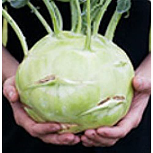 Kossak Kohlrabi Seeds (20+ Seeds) | Non GMO | Vegetable Fruit Herb Flower Seeds for Planting | Home Garden Greenhouse Pack