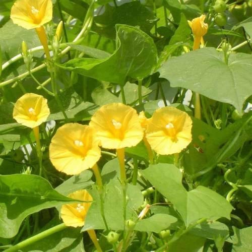 CHUXAY GARDEN Yellow Morning Glory Flower Seed 100 Seeds Showy Accent Plant Native Wildflower Excellent Addition to Garden