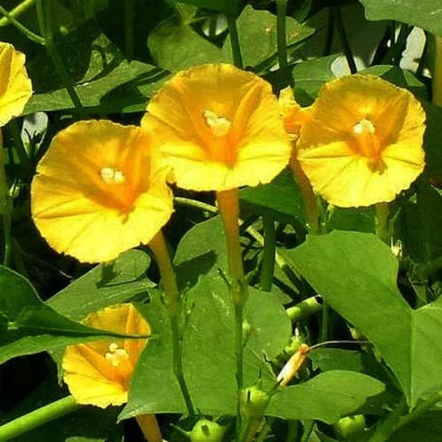 CHUXAY GARDEN Yellow Morning Glory Flower Seed 100 Seeds Showy Accent Plant Native Wildflower Excellent Addition to Garden