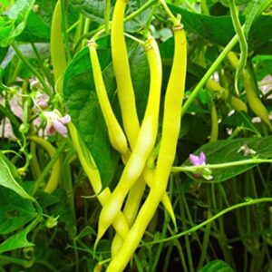 Golden Wax Bush Bean Plant Seeds, 50 Heirloom Seeds Per Packet, Non GMO Seeds, (Isla's Garden Seeds), Botanical Name: Phaseolus vulgaris, 85% Germination Rates