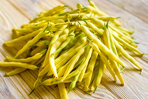 Golden Wax Bush Bean Plant Seeds, 50 Heirloom Seeds Per Packet, Non GMO Seeds, (Isla's Garden Seeds), Botanical Name: Phaseolus vulgaris, 85% Germination Rates