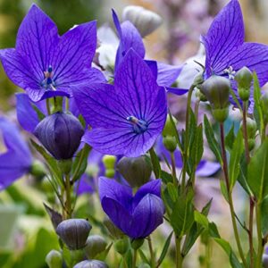 outsidepride balloon flower blue platycodon grandiflorus garden flower seed – 2000 seeds