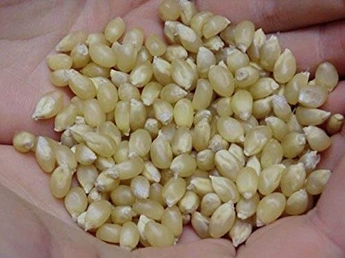 David's Garden Seeds Popcorn Japanese Hulless 3893 (White) 100 Non-GMO, Heirloom Seeds