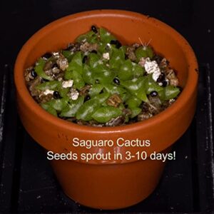 DesertUSA Desert Garden Seed Starter Kit