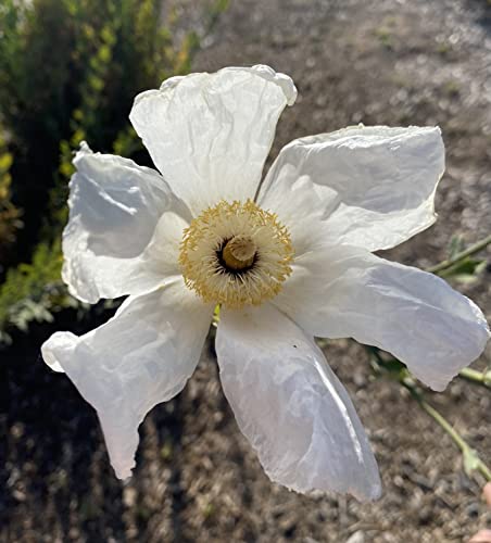 DesertUSA Desert Garden Seed Starter Kit