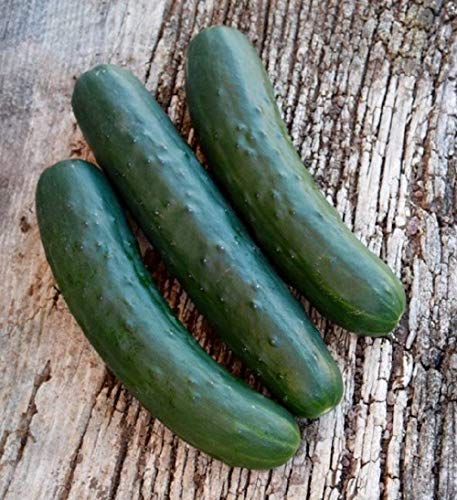 Marketmore 76 Cucumber Seeds - 100 Count Seed Pack - Non-GMO- The Most recognizable heirlooms and a Favorite Slicer for The Home Garden. - Country Creek LLC