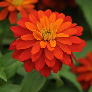 outsidepride zinnia zahara double fire heat & drought tolerant garden cut flowers – 50 seeds