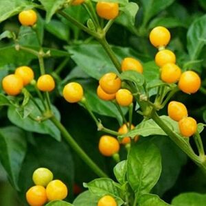 Jesseniaagne 50 Seeds Rare Aji Charapita Peppers Garden Fresh Vegetables Healthy Planting