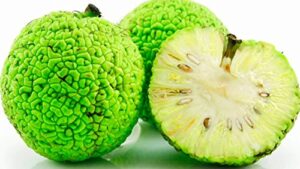 osage orange tree, 30+ premium heirloom seeds, exotic & rare, 60-80% germination rates, (isla’s garden seeds), non gmo seeds