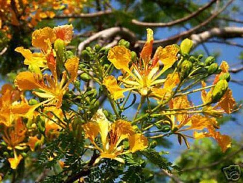 DELONIX REGIA Yellow FLAMBOYAN Royal Poinciana Rare BOFFAI Tree Seed 20 Seeds , Succulent, Cactus, for Home and Garden