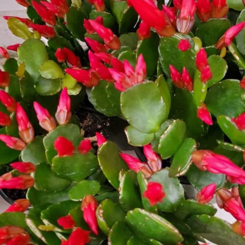 Red Easter Cactus Live Plant Rooted Rhipsalidopsis Hatiora Flower Plant 3-4 Inc Planting Ornaments Perennial Garden Grow Pot Gifts