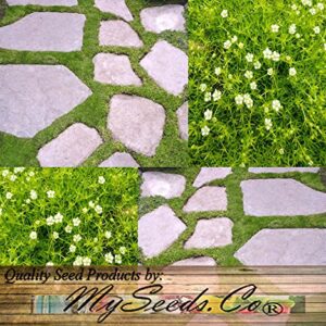 IRISH MOSS SEEDS, Sagina subulata, Heath Pearlwort, Perfect In Garden, Lawn Substitue or In-Between Stones, Groundcover Heath Pearlwort, Zones 4-10 - By MySeeds.Co (10000 Seeds)