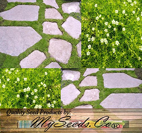 IRISH MOSS SEEDS, Sagina subulata, Heath Pearlwort, Perfect In Garden, Lawn Substitue or In-Between Stones, Groundcover Heath Pearlwort, Zones 4-10 - By MySeeds.Co (10000 Seeds)