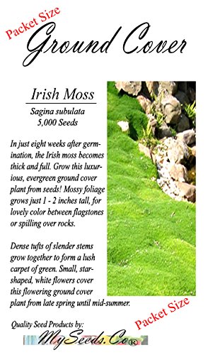 IRISH MOSS SEEDS, Sagina subulata, Heath Pearlwort, Perfect In Garden, Lawn Substitue or In-Between Stones, Groundcover Heath Pearlwort, Zones 4-10 - By MySeeds.Co (10000 Seeds)