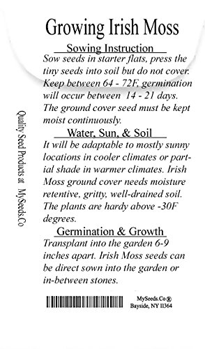 IRISH MOSS SEEDS, Sagina subulata, Heath Pearlwort, Perfect In Garden, Lawn Substitue or In-Between Stones, Groundcover Heath Pearlwort, Zones 4-10 - By MySeeds.Co (10000 Seeds)