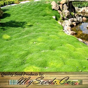 IRISH MOSS SEEDS, Sagina subulata, Heath Pearlwort, Perfect In Garden, Lawn Substitue or In-Between Stones, Groundcover Heath Pearlwort, Zones 4-10 - By MySeeds.Co (10000 Seeds)