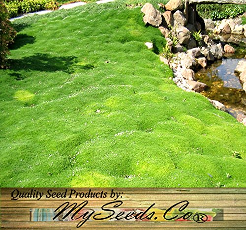 IRISH MOSS SEEDS, Sagina subulata, Heath Pearlwort, Perfect In Garden, Lawn Substitue or In-Between Stones, Groundcover Heath Pearlwort, Zones 4-10 - By MySeeds.Co (10000 Seeds)