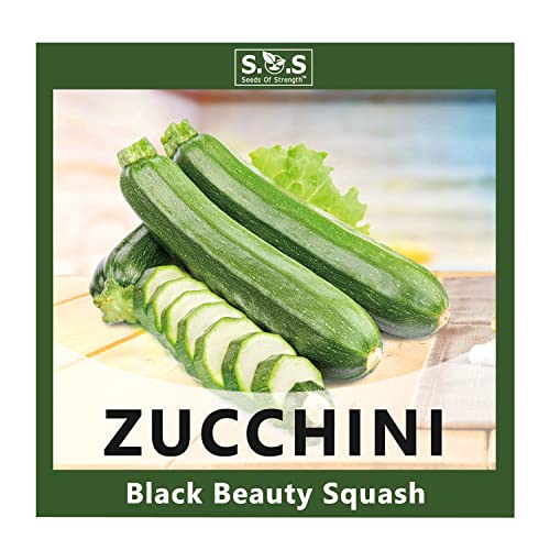 Planting 1 Individual Packets - 3g Zucchini Seeds for Your Non GMO Heirloom Vegetable Garden (Zucchini)