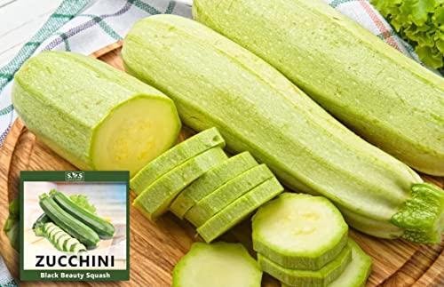 Planting 1 Individual Packets - 3g Zucchini Seeds for Your Non GMO Heirloom Vegetable Garden (Zucchini)