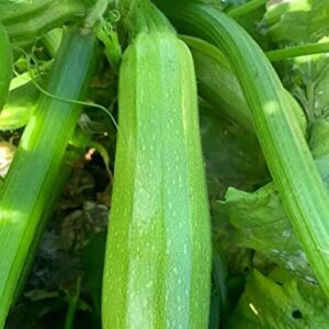 Planting 1 Individual Packets - 3g Zucchini Seeds for Your Non GMO Heirloom Vegetable Garden (Zucchini)