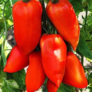 Unique Pepper-Look Tomato Vegetable Garden Seeds for Planting About 40 Seeds