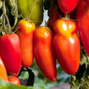 Unique Pepper-Look Tomato Vegetable Garden Seeds for Planting About 40 Seeds