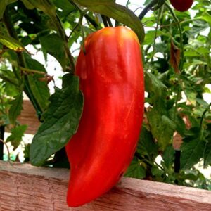 Unique Pepper-Look Tomato Vegetable Garden Seeds for Planting About 40 Seeds