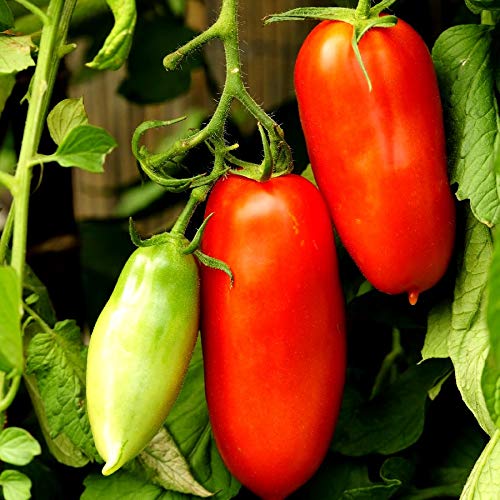 Unique Pepper-Look Tomato Vegetable Garden Seeds for Planting About 40 Seeds