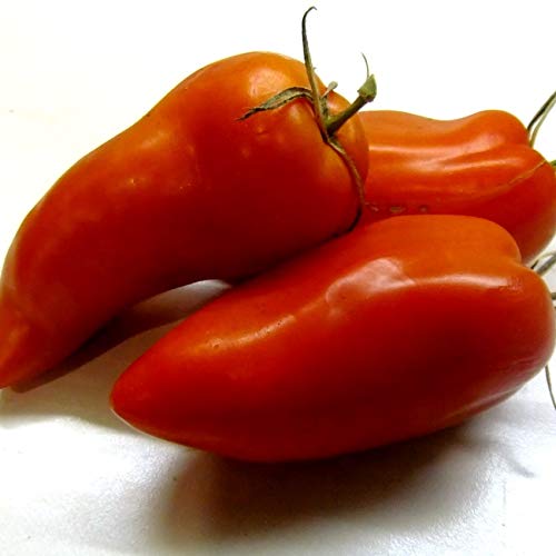 Unique Pepper-Look Tomato Vegetable Garden Seeds for Planting About 40 Seeds