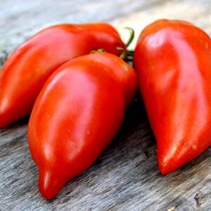 Unique Pepper-Look Tomato Vegetable Garden Seeds for Planting About 40 Seeds