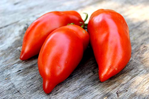 Unique Pepper-Look Tomato Vegetable Garden Seeds for Planting About 40 Seeds