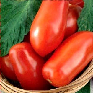 Unique Pepper-Look Tomato Vegetable Garden Seeds for Planting About 40 Seeds