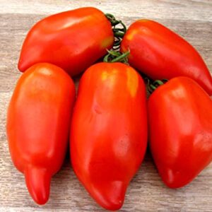 Unique Pepper-Look Tomato Vegetable Garden Seeds for Planting About 40 Seeds