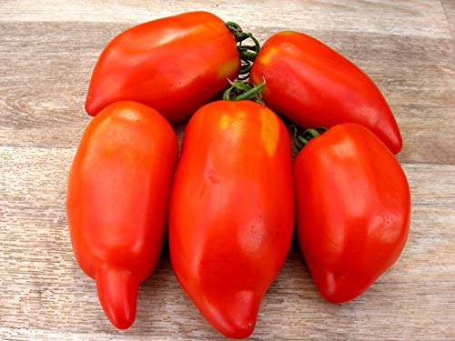 Unique Pepper-Look Tomato Vegetable Garden Seeds for Planting About 40 Seeds