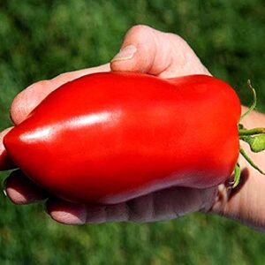 Unique Pepper-Look Tomato Vegetable Garden Seeds for Planting About 40 Seeds