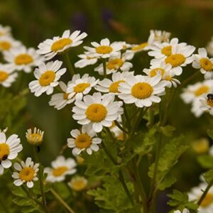 TKE Farms - Feverfew Seeds for Planting, 500 mg ~ 3000 Seeds, Chrysanthemum parthenium