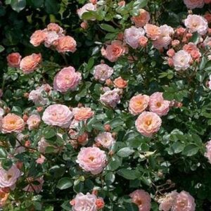 (1) - Apricot Drift® Groundcover Rose - Starter Plug (XL) (1 Live Plant)